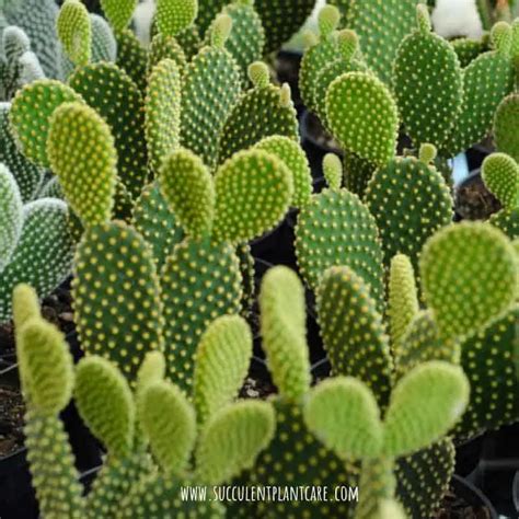 Opuntia Microdasys Bunny Ears Care And Propagation Succulent Plant Care