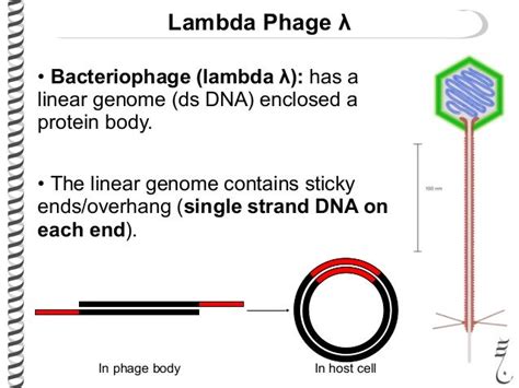 281 Lec21 Phage Repressor