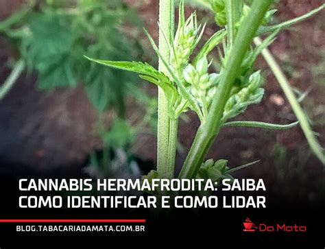 Cannabis Hermafrodita Saiba Como Identificar E Como Lidar