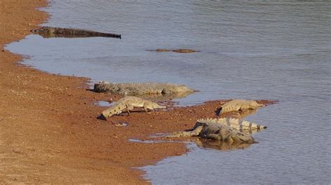 Nurse Robert Bickerton Shares Photos Of Daly River Croc Attack Nt News