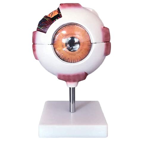 Buy Anatomy Model Assembly Educational Model Eye Anatomical Model 6 X Magnification Human Eye