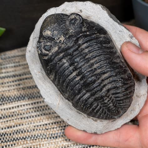 Trilobyte Fossil In Matrix 1 The Crystal Council Trilobyte Fossil In Matrix 1 The Crystal Council