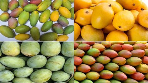 How Many Different Types Of Mangoes Are There Eqiwf