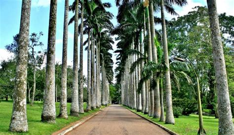 Aburi Botanical Gardens Ghanatrvl