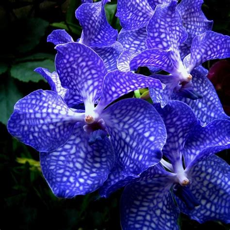 Curare Orchidea Vanda Orchidee Coltivare Orchidea Vanda