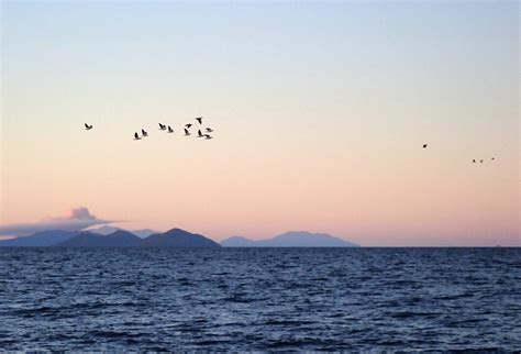 Explained The Weird World Of Frog Sex