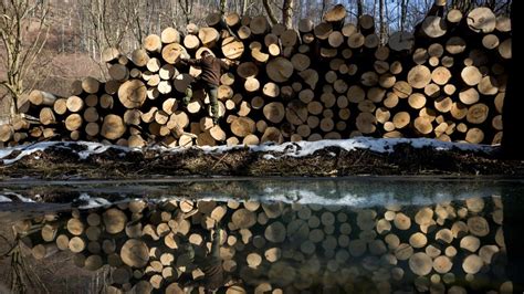 Vigyázz Ránk Dől Az Ukrán Fa