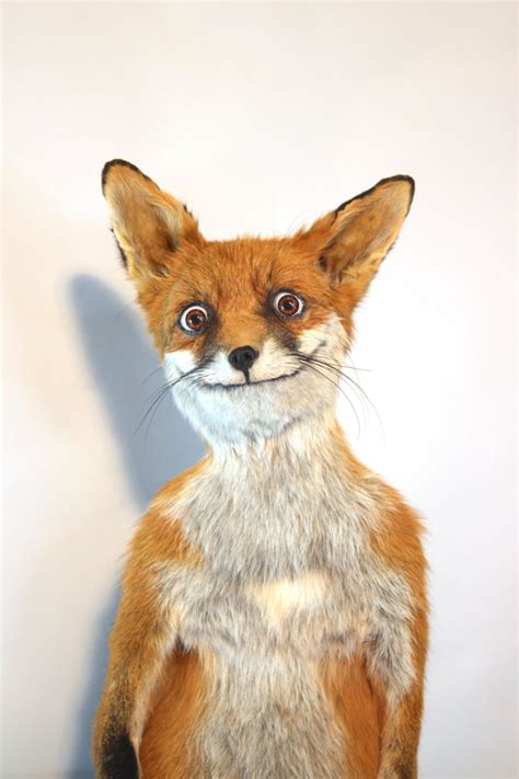 Aliah Anniversary Taxidermy Stoned Fox