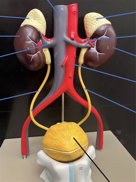 Urinary System Model Diagram Quizlet Urinary System Model Diagram Quizlet