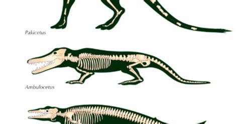 Some Stages Of Whale Evolution Fantastic Diacodexis Pakicetus