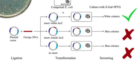 Lecture 8 Dna Assembly Methods Flashcards Quizlet