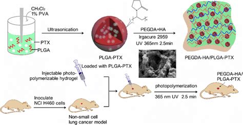 A Photopolymerized Semi Interpenetrating Polymer Networks Based Download Scientific Diagram