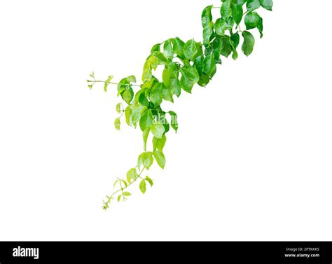 Vine Ivy Plant With Green Leaves Heart Shaped Isolated On A White Background With Clipping Path