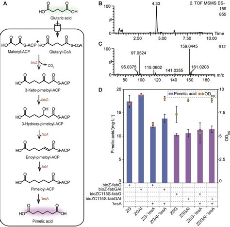 Synthesis Of Pimelic Acid Via Bioz Pathway A Bioz Pathway For The