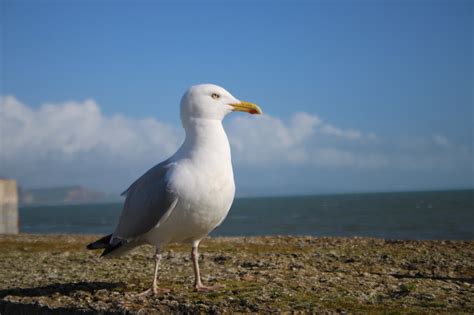 Bird Seagull Fauna Free Photo On Pixabay Pixabay