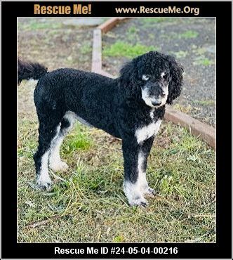 Oregon Poodle Rescue Adoptions Rescue Me