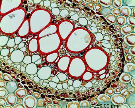 Pteridium Aquilinum Dennstaedtiaceae Bio Art Image 41401