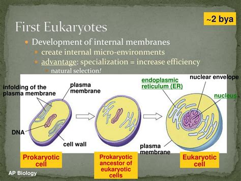 Ppt Origin Of Life Powerpoint Presentation Free Download Id5727952