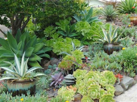 Una Guía Para Crear Un Jardín Suculento Mas De 200 Mil Especies