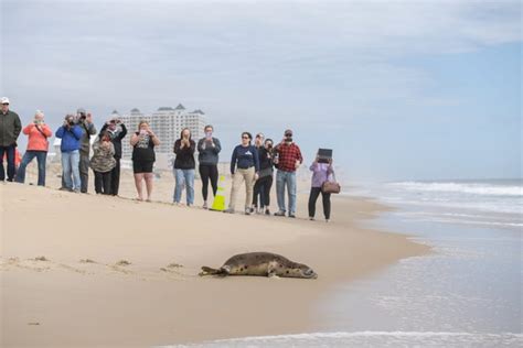 Seal Rescued In Rehoboth Beach Released In Ocean City Photos