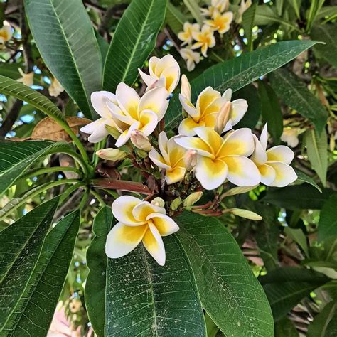 Plant Faqs Plumeria Alba