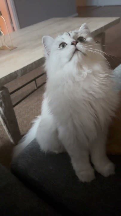 Cat Cat Funny Wtf Fyp Kitten Play Hobby Youtubeshorts Youtube Instagram Youtube