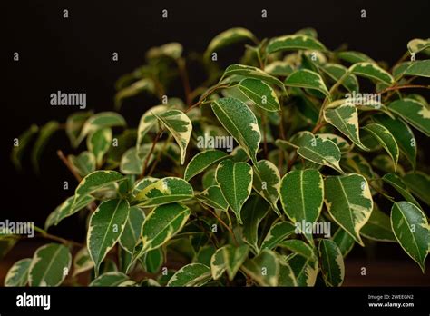 Beautiful Lush Houseplant Ficus Benjamina Commonly Known As Weeping Fig Benjamin Fig Or Ficus