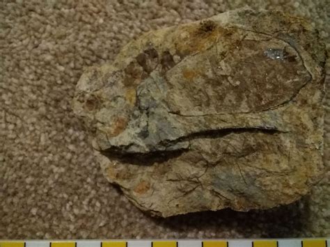 Interesting Geological Pattern Or Fossil Fossil Id The Fossil Forum Interesting Geological Pattern Or Fossil Fossil Id The Fossil Forum