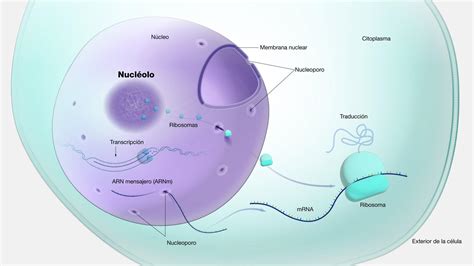 Que Caracteristicas Presenta El Nucleolo Brainlylat