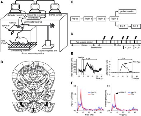 Experimental Design And Histology A Diagram Of The Recording Setup
