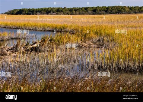 A Salt Water Marsh On A Breezy Wintry Day At Huntington Beach State