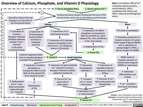 Overview Of Calcium Phosphate And Vitamin D Physiology Calgary Guide
