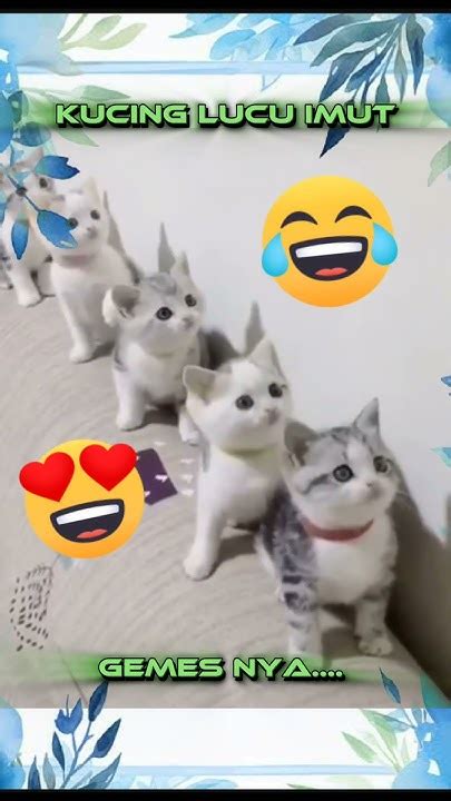 Video Kucing Lucu Menggemaskan #shortsviral #funny #cat #kucinglucu #catlover #catvideos #kucing ...