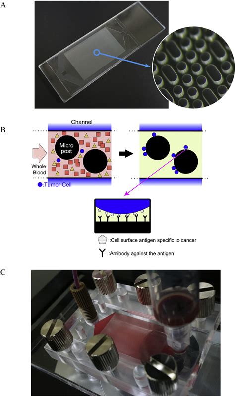 Figure 1 From Initial Detection Of Circulating Tumor Cells From