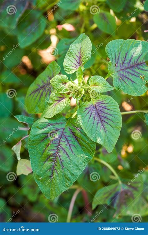 Closeup Of Fresh Amaranth Leaves Grown In The Farm Stock Image Image