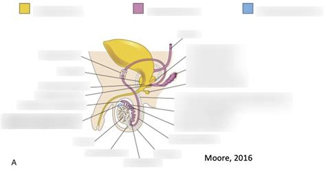 Testis II Diagram Quizlet