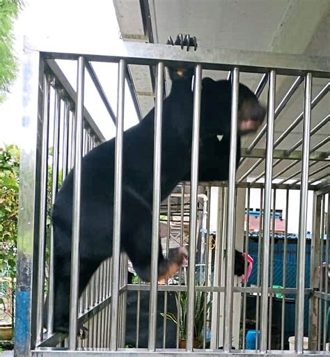‘help Free Caged Sun Bear In House The Star