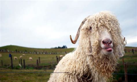 Breeds Archives Goat Owner