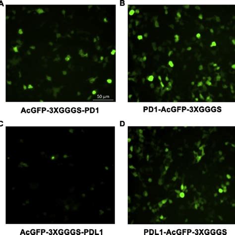 Pdf Using Phage Assisted Continuous Evolution Pace To Evolve Human Pd1