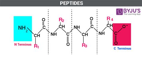 Polypeptide Definition Structure Formation Of Polypeptide