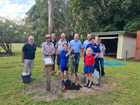 Lone Pine Planted At Beerburrum Ss Glasshouse Country And Maleny News