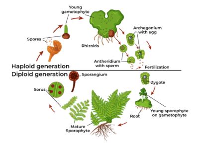 Characteristics And Classifications Of Pteridophytes Agric Profits
