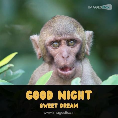 Funny Good Night Graphics Funny Good Goodnight Memes Good Night Meme