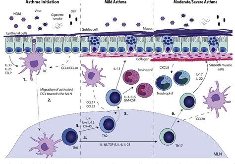 Figure 1 From Mode Of Dendritic Cell Activation The Decisive Hand In