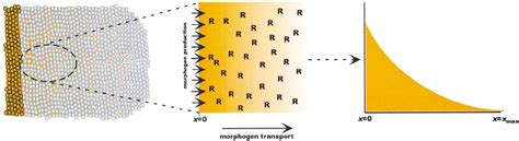 Figure 1 From Do Morphogen Gradients Arise By Diffusion Semantic Scholar