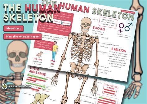 Year 3 Model Text Non Chronological Report The Human Skeleton Gbsct P3 Grade 2 And 2nd