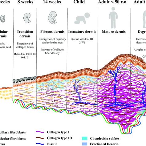 Pdf Age Related Evolutions Of The Dermis Clinical Signs Cellular