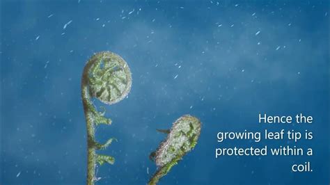 Circinate Vernation Youtube