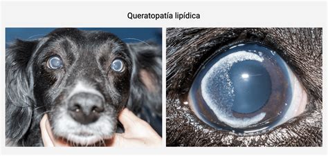 Cómo Tratar La Queratitis En Perros De Forma Efectiva