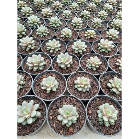 Jual Sukulen Capsul Shopee Indonesia